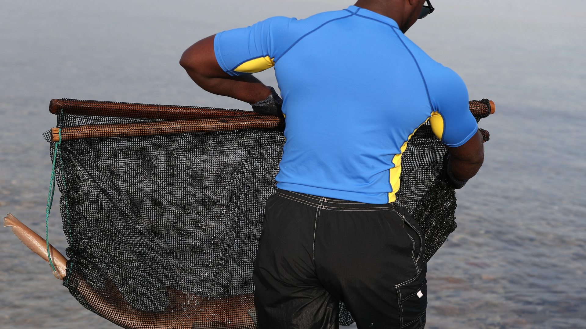 Sharks released into Dubai waters get new lease of life after Atlantis ...