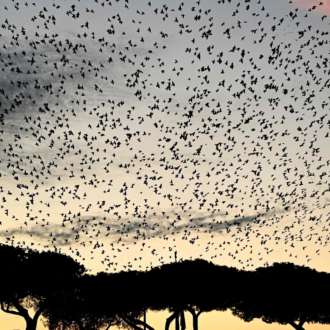 Rome scares off its starlings