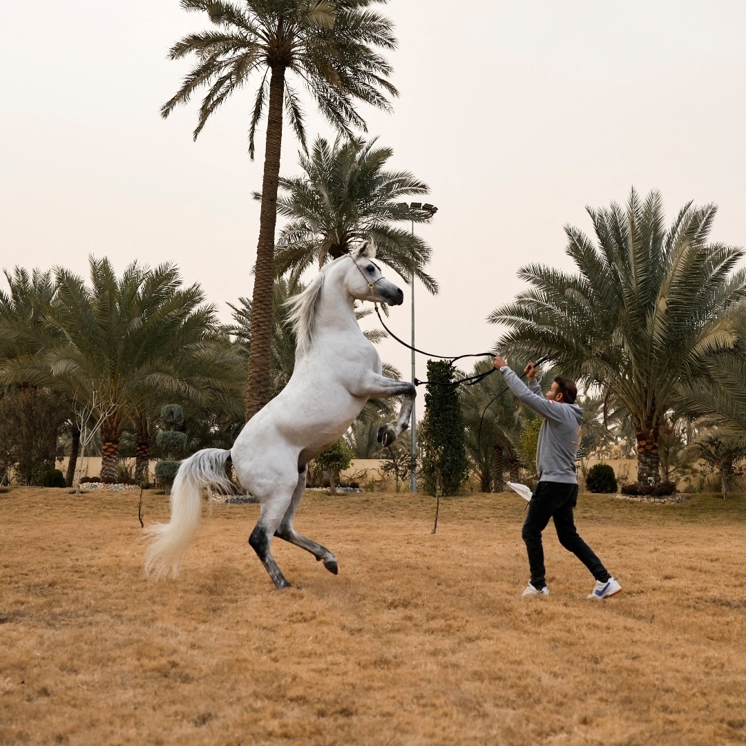Take a look inside the first privately owned Arabian horse stud in Iraq