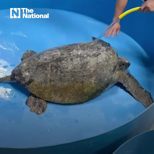 Large green turtle rescued in Abu Dhabi