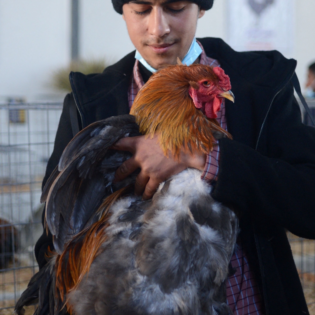 An inside look at Libya's first chicken beauty pageant