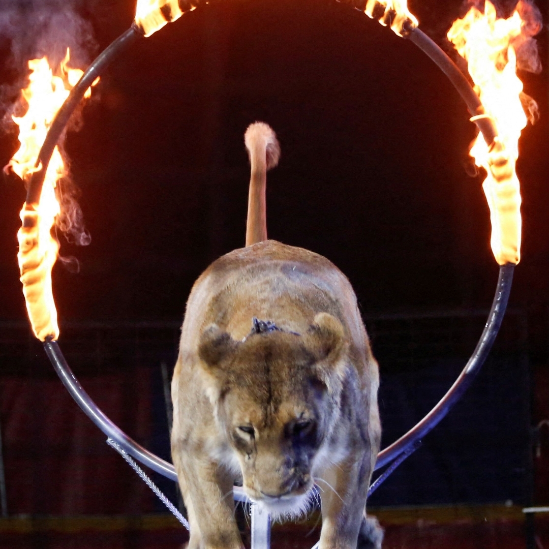 Egyptian circus returns to Iraq for first time in two decades