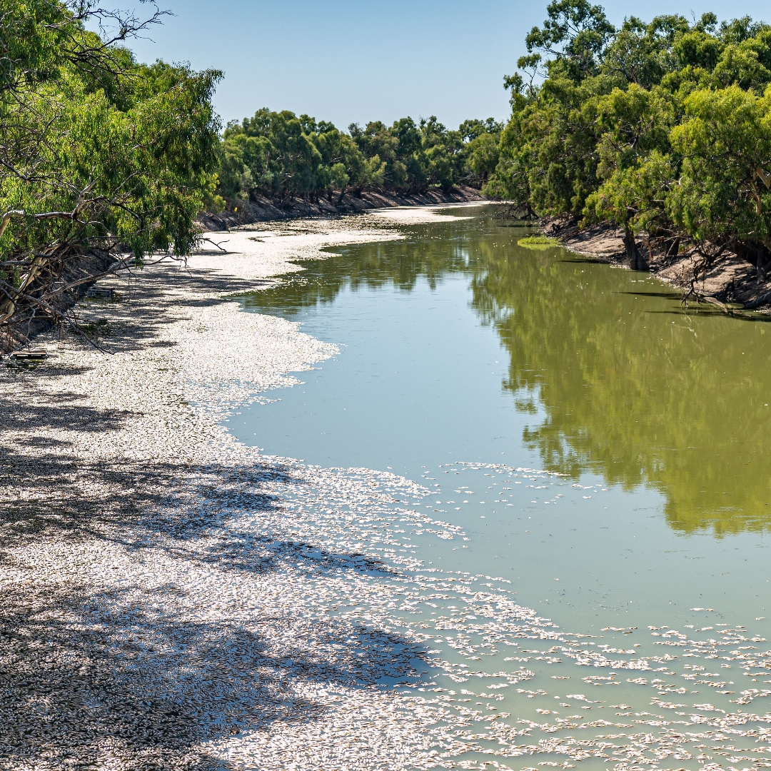 Millions of dead fish wash up in Australia's Darling River