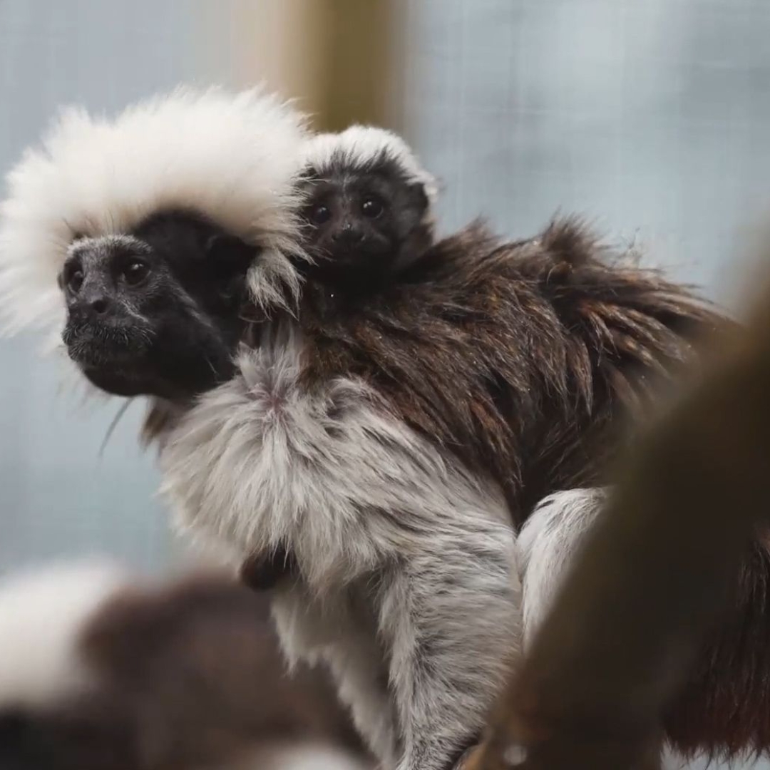 Rare monkey born at Chester Zoo