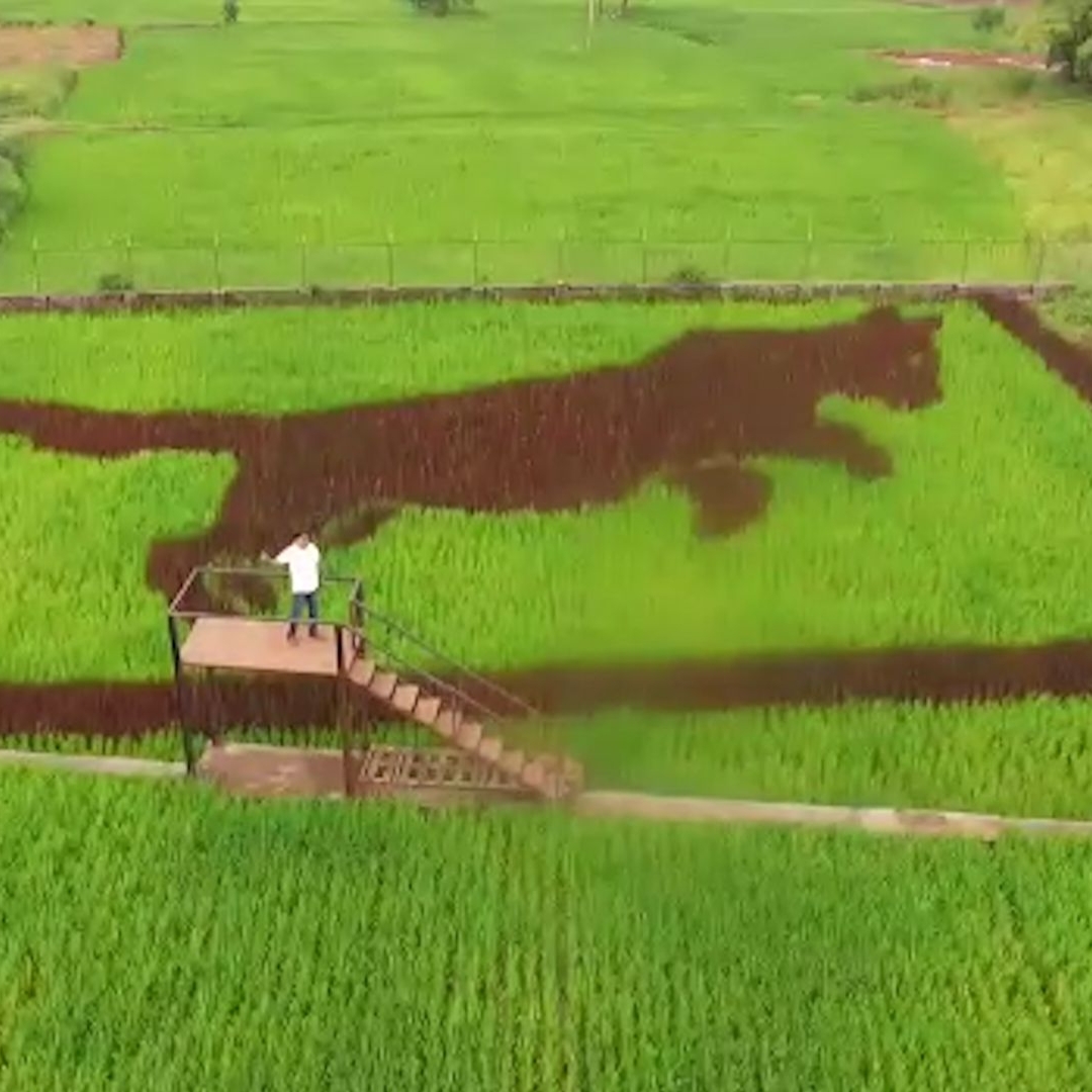 Indian engineer creates huge black panther shape in paddy field