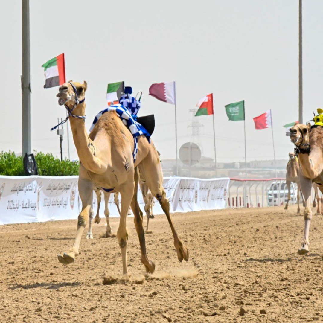 Watch: Sheikh Mansour bin Zayed attends Al Wathba Final Annual Camel ...
