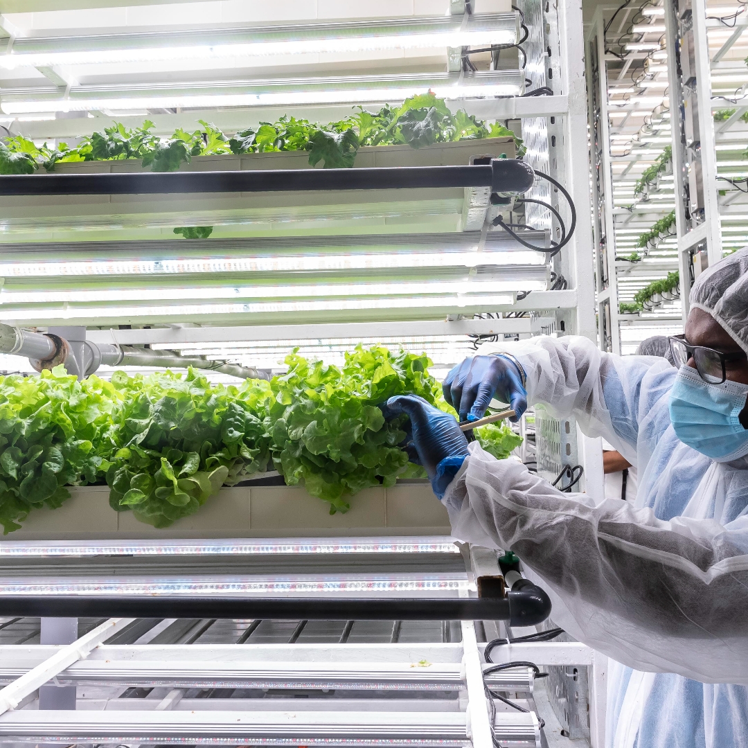 Inside the UAE vertical farm that produces leafy greens for your plate
