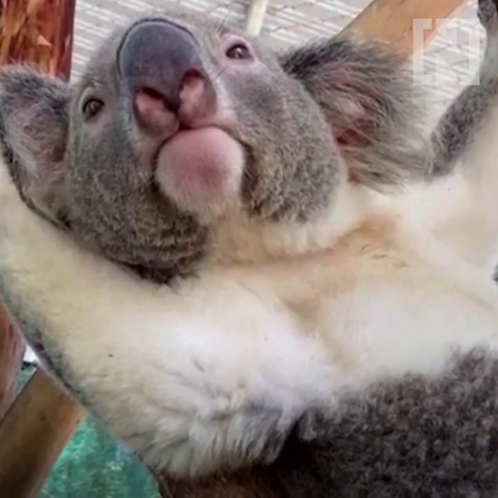 Koala is world's first to receive prosthetic foot