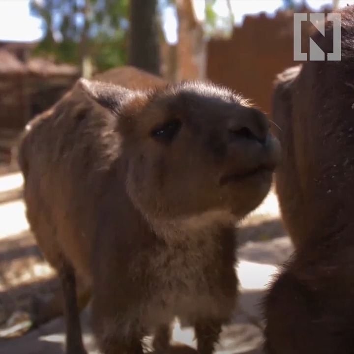 How kangaroos communicate with humans
