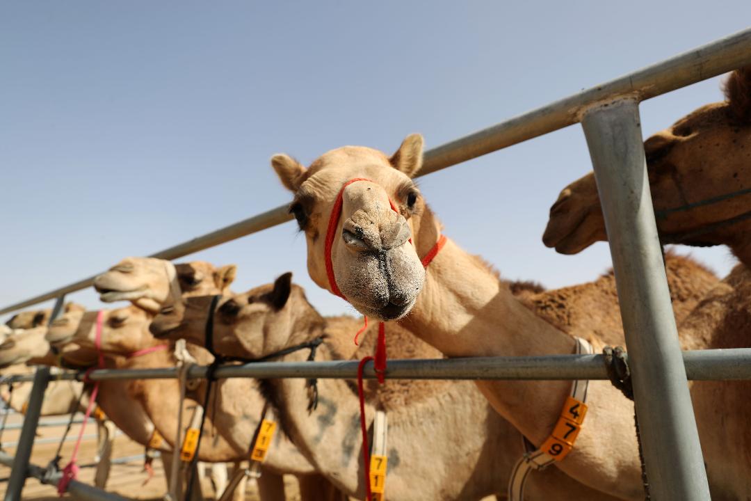A look inside the UAE's camel reproduction centre