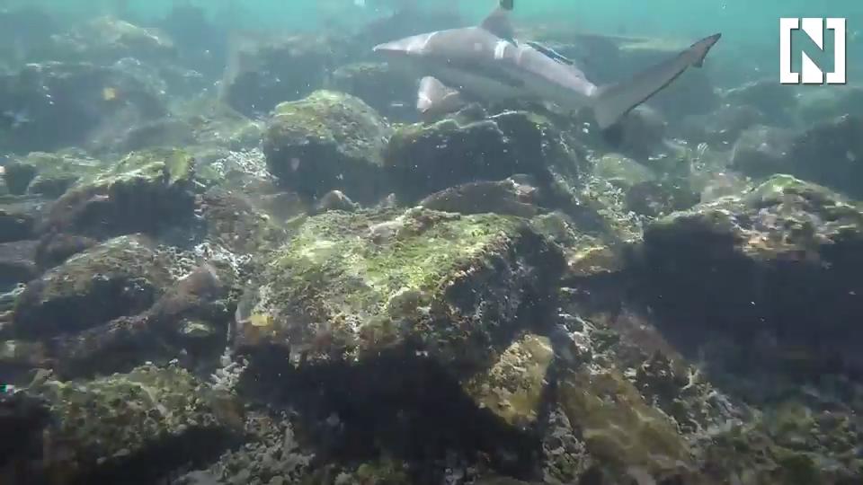 Shark conservation efforts in the UAE