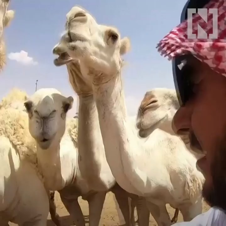 Inside world's largest camel hospital in Saudi Arabia