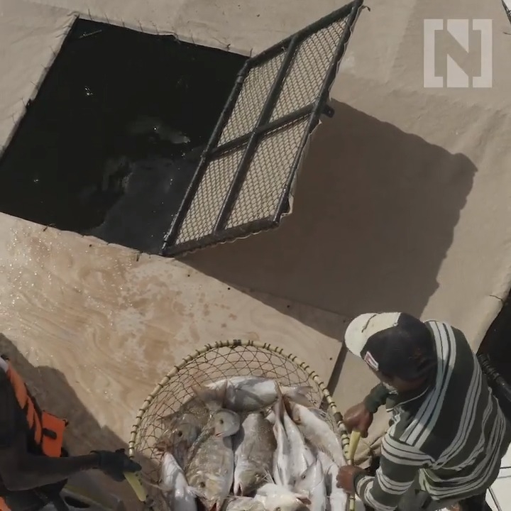 UAE fish-breeding project boosts popular local species