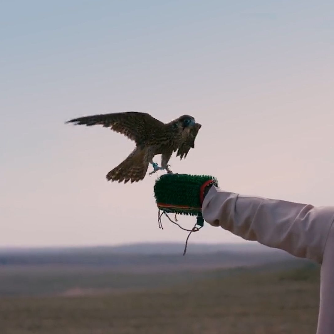 UAE releases 71 falcons into wild in Kazakhstan