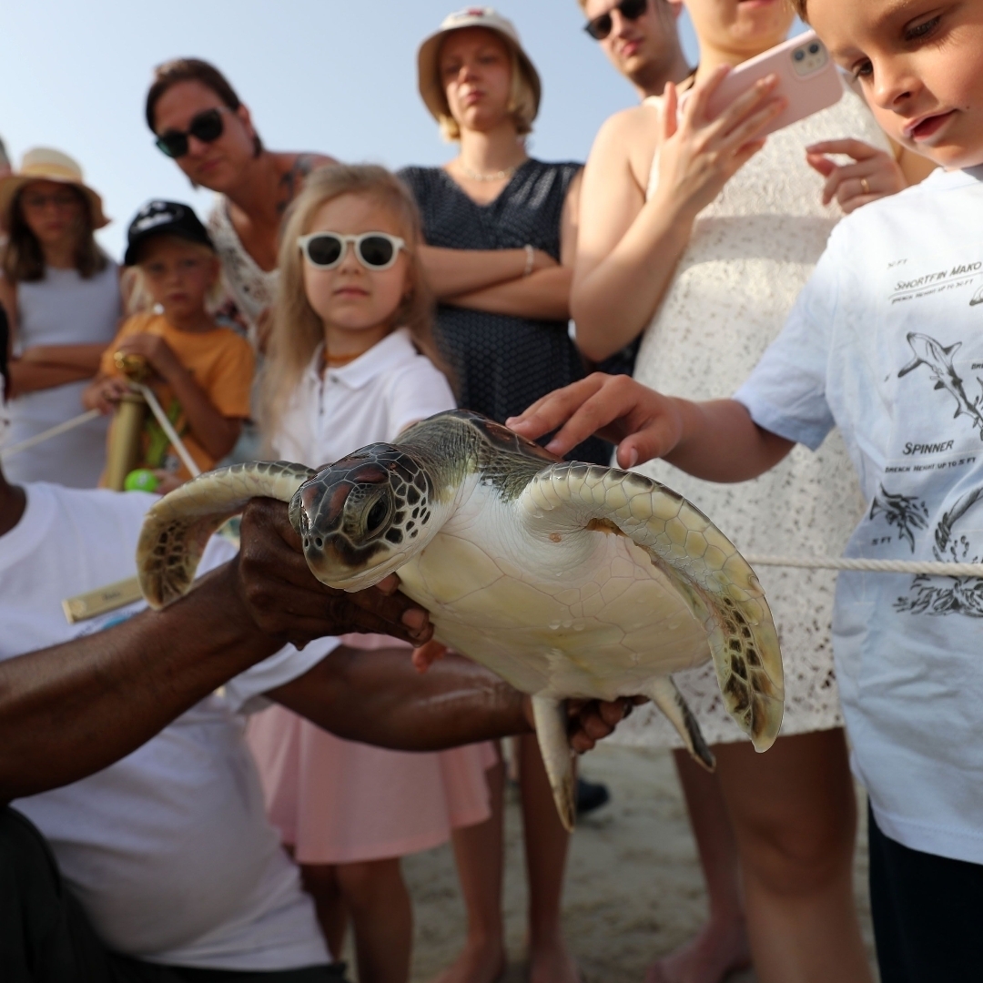 Watch: 26 rescued turtles released into the sea in Dubai
