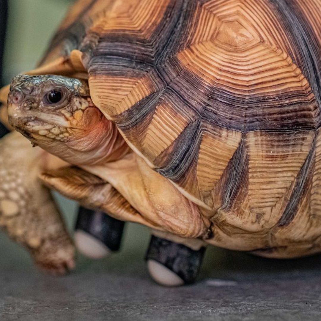 Three-legged tortoise settles into new life on wheels at a UK zoo