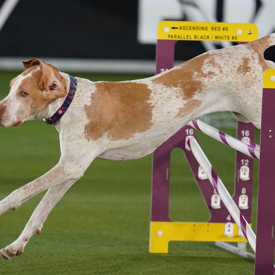 Meet the newest US dog breed, the Bracco Italiano