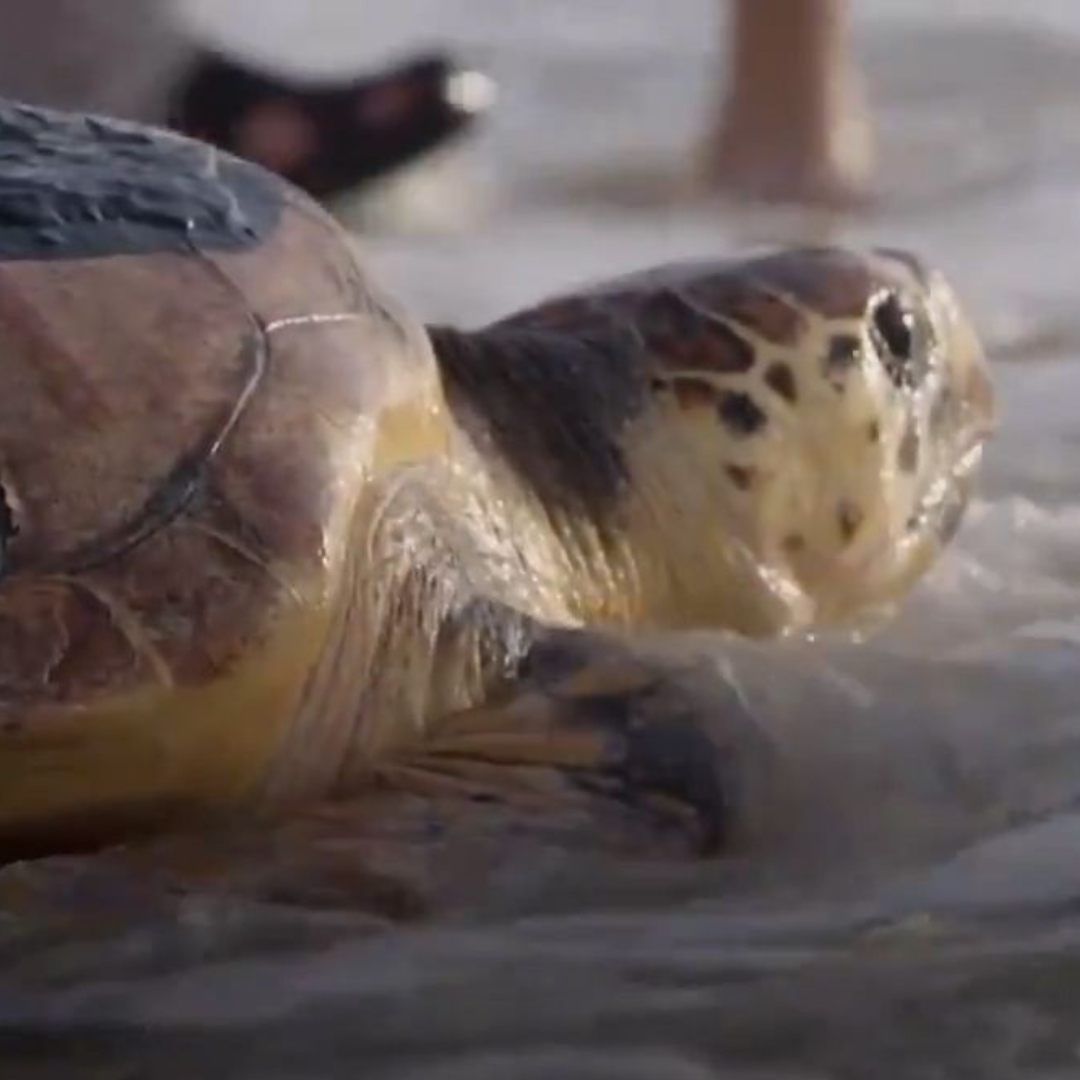 Abu Dhabi fits satellite tracking devices on rehabilitated turtles