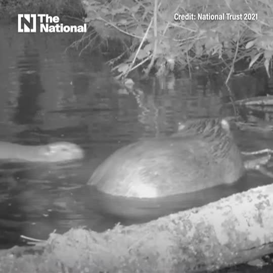 First baby beaver born in Exmoor National Park for 400 years