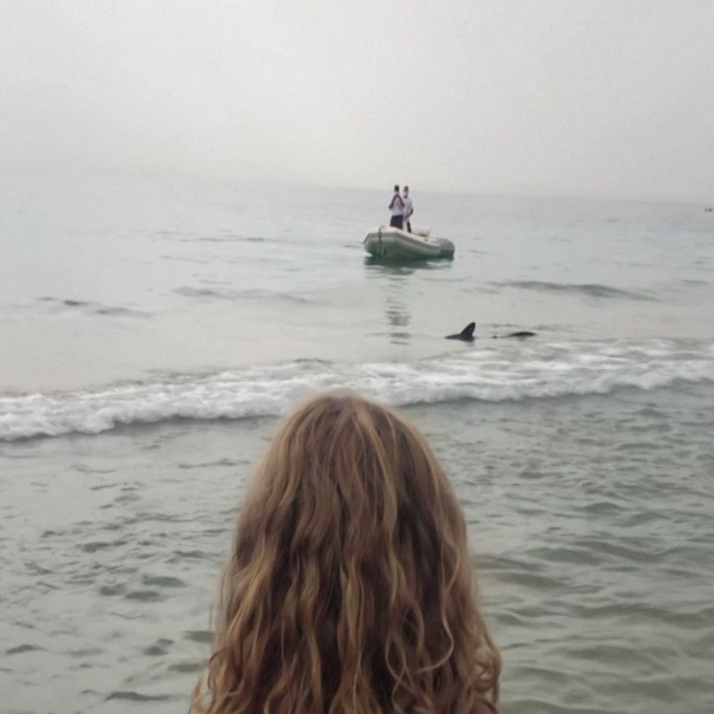 Tourists forced out of water at Spanish beach after shark appears along ...