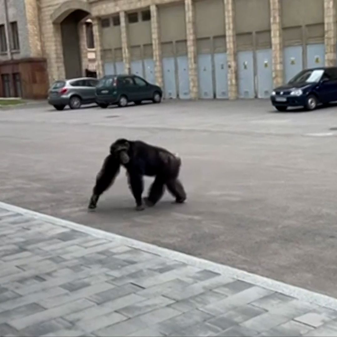 Escaped chimp in Kharkiv returns to zoo on bicycle