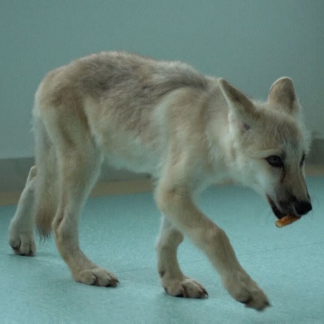 Chinese scientists clone Arctic wolf