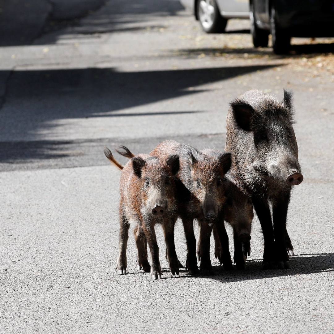 Family of wild boar trot along the streets of Rome