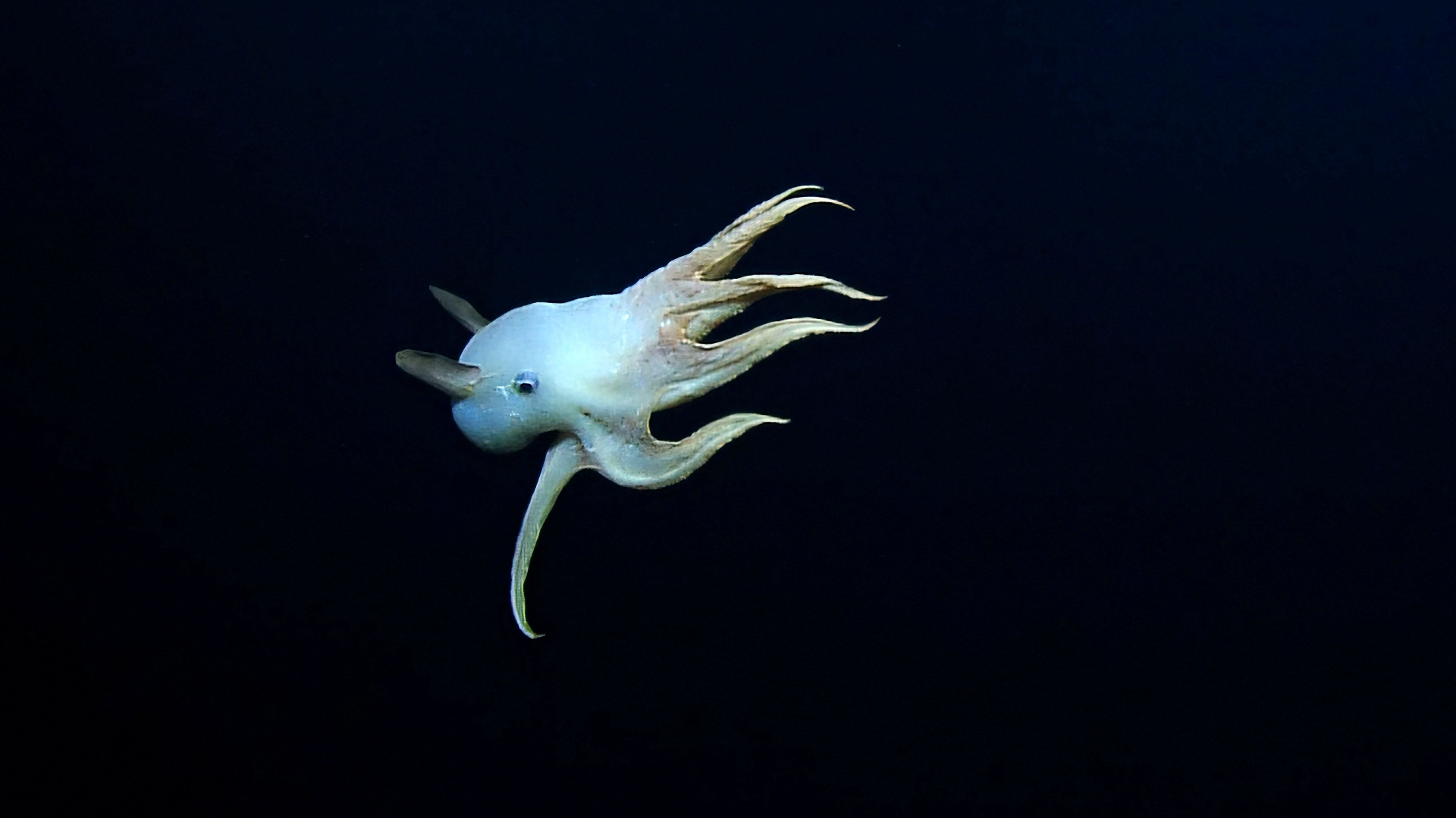 Watch: Rare 'Dumbo' octopus spotted during deep-sea dive