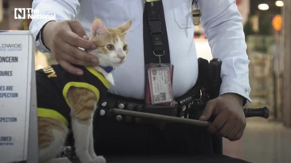 Philippine security guards adopt stray cats