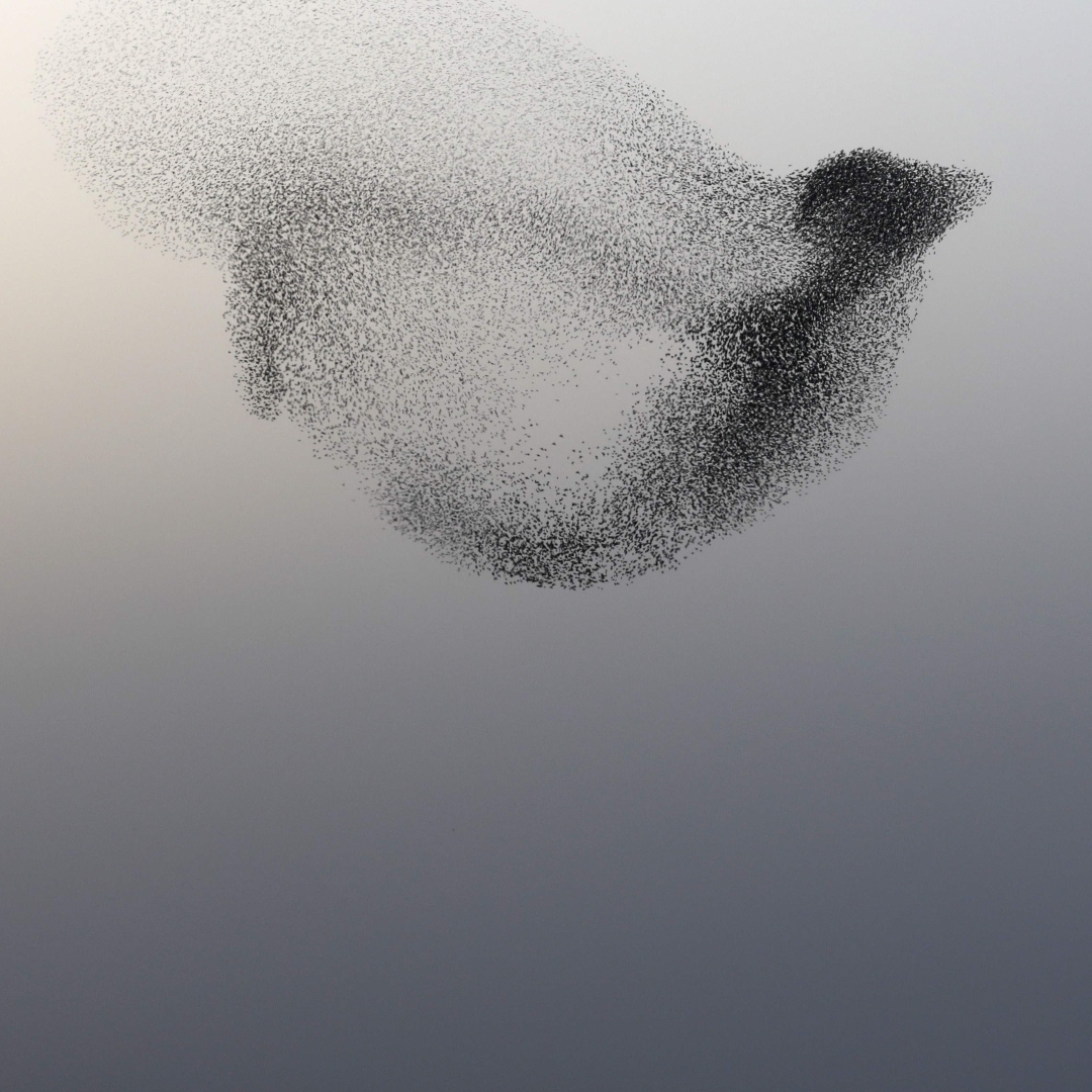 WATCH: stunning murmuration in the Netherlands