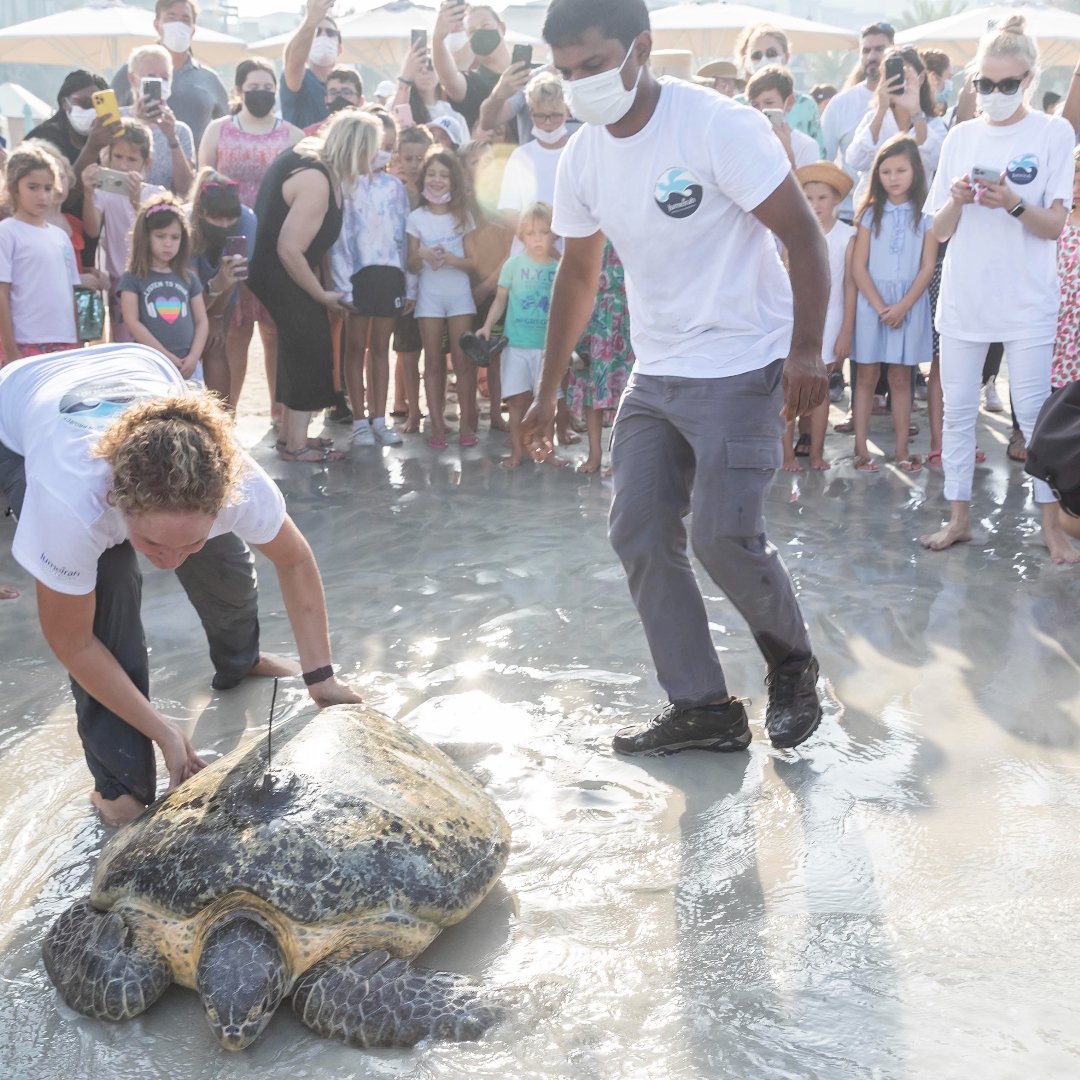 Rescued turtles released back into the sea in Dubai