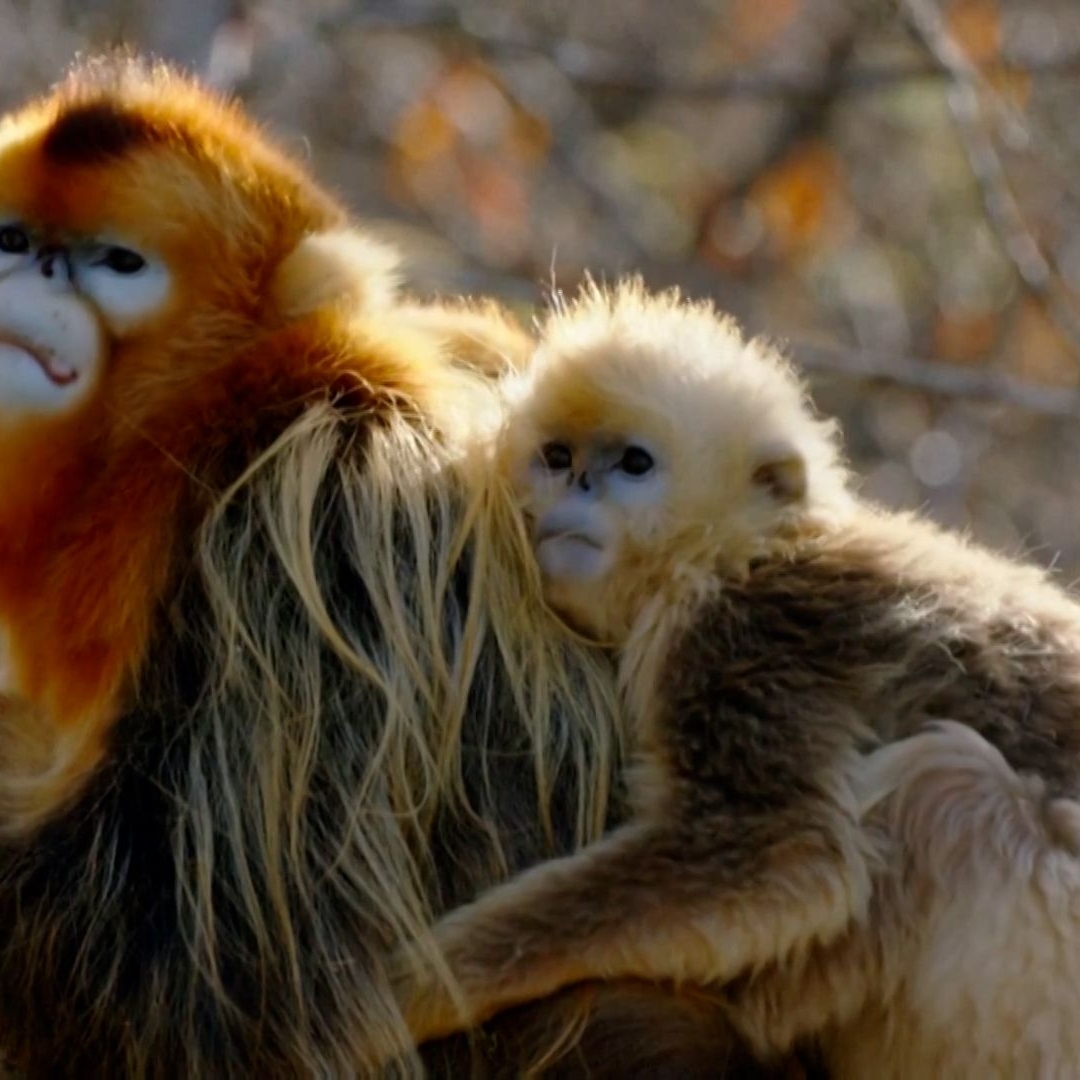 The monkeys that choose their leaders through charm not strength