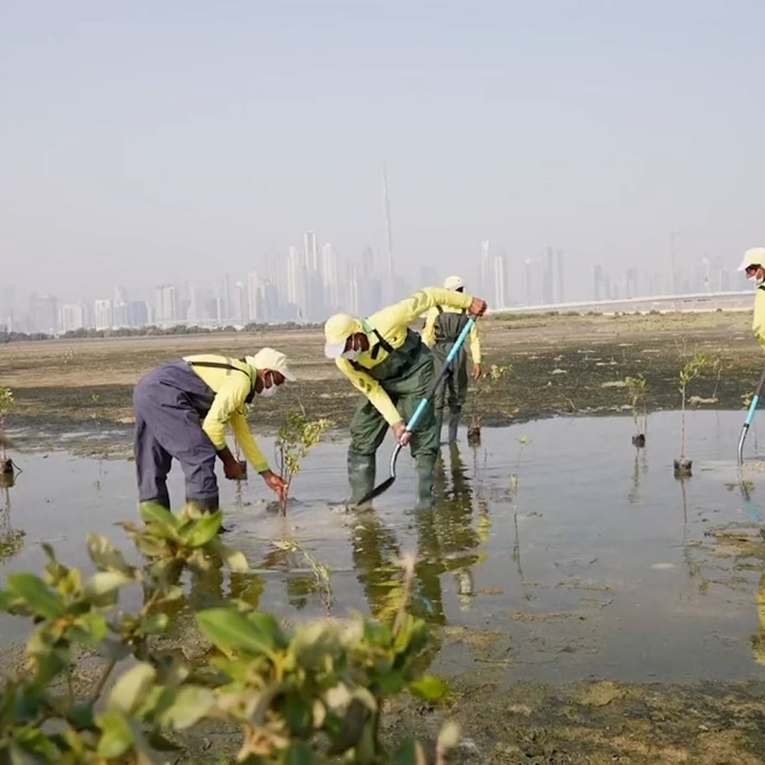 Dubai launches mangrove-planting initiative to help protect the environment