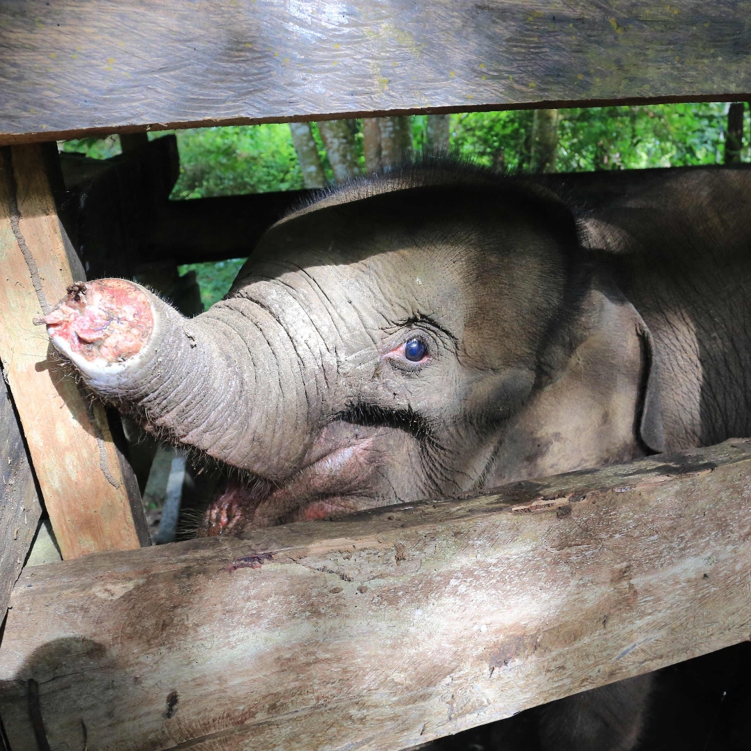 Baby elephant has trunk amputated after getting caught in a trap