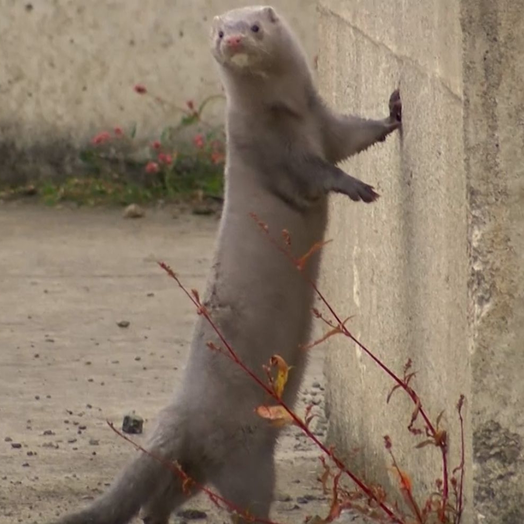 Minks run free after vandals hit Ohio farm