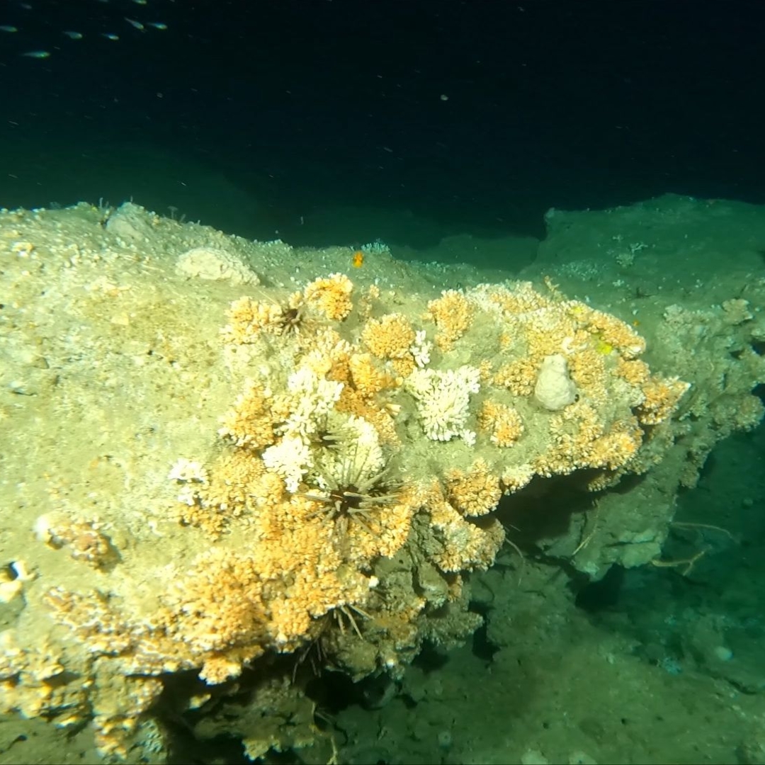 Watch: Diver finds mysterious 'Mars-like' reef 144 metres off UAE's ...