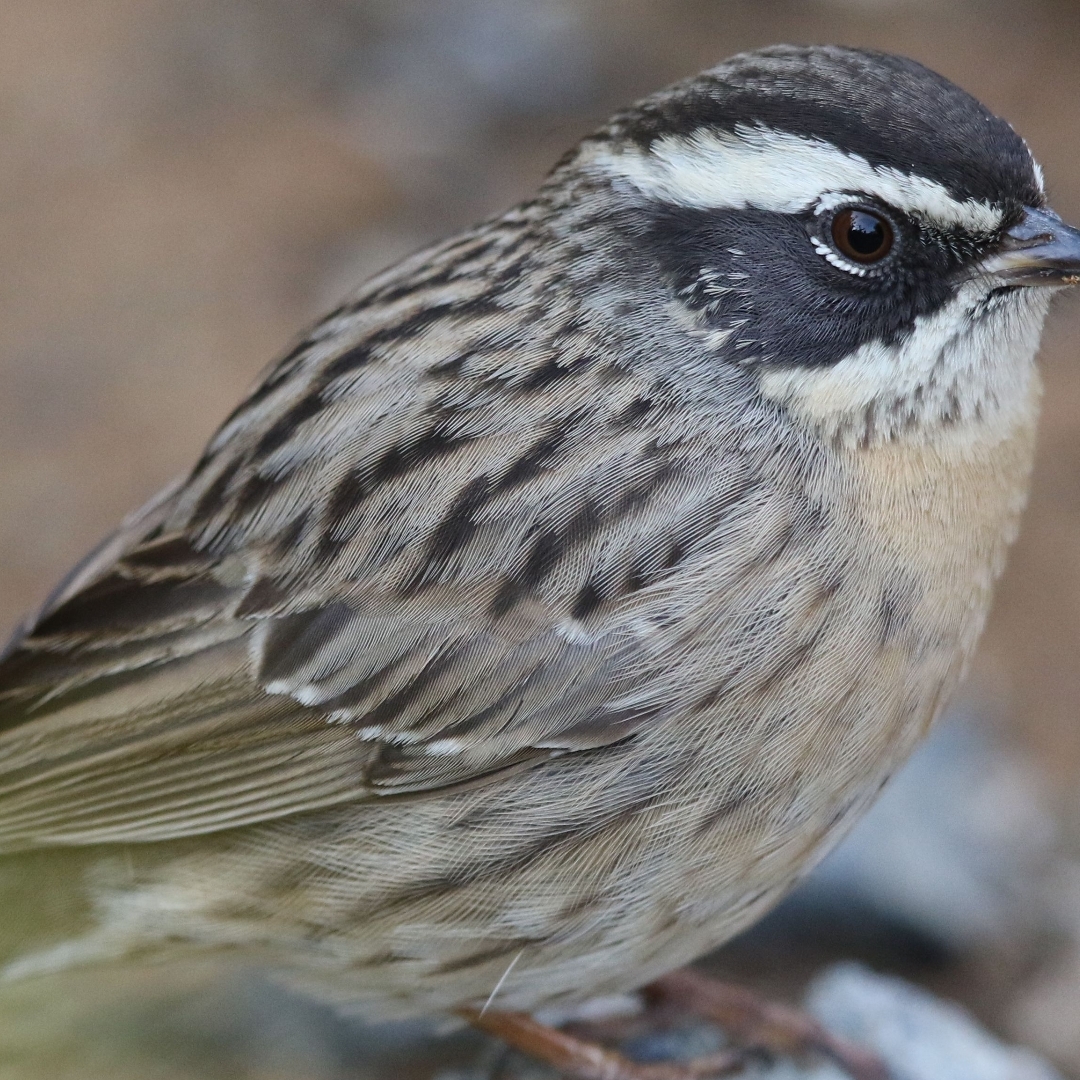 Bird spotted in UAE for first time in almost a decade