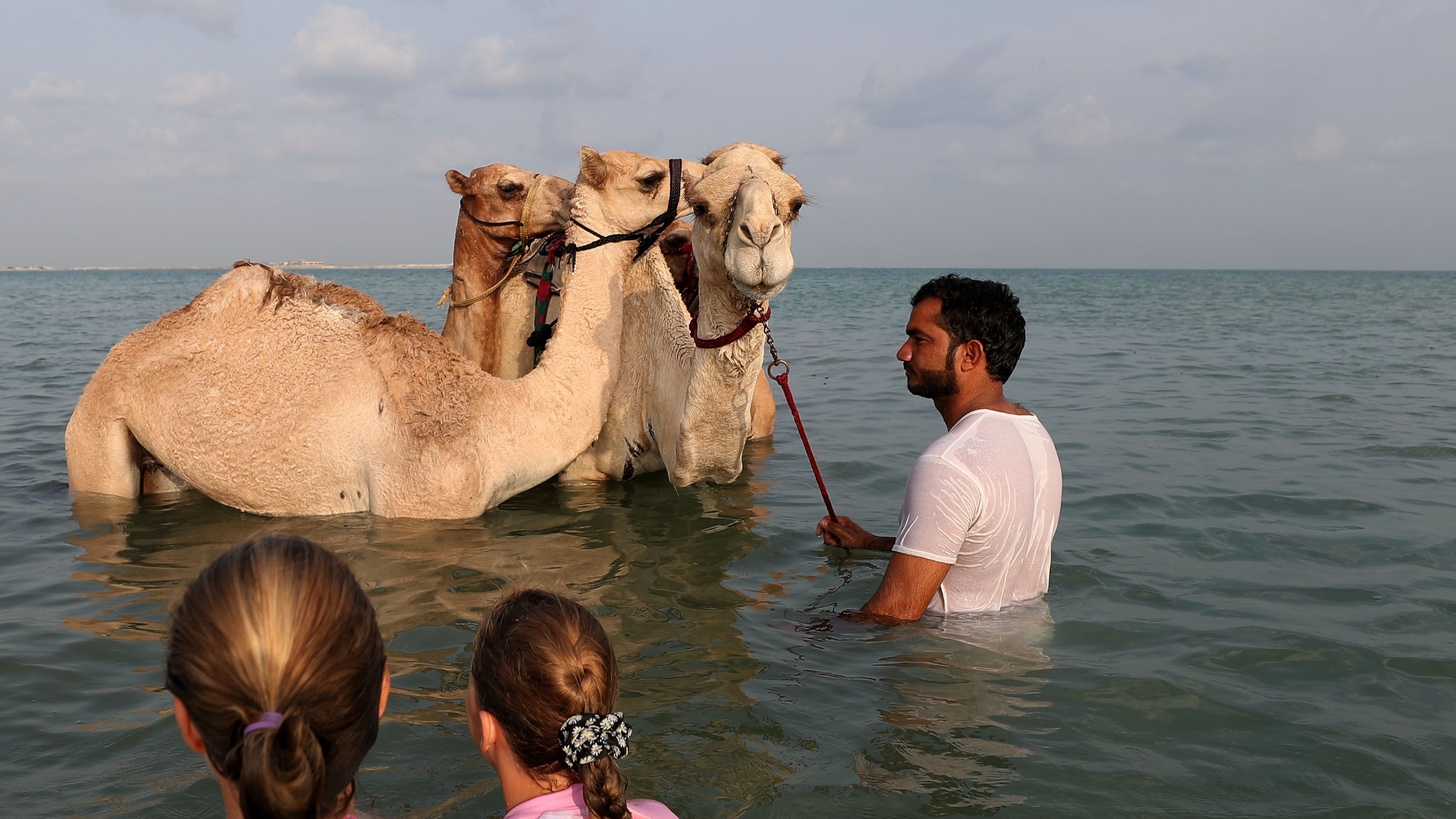 Swimming with camels in Umm Al Quwain